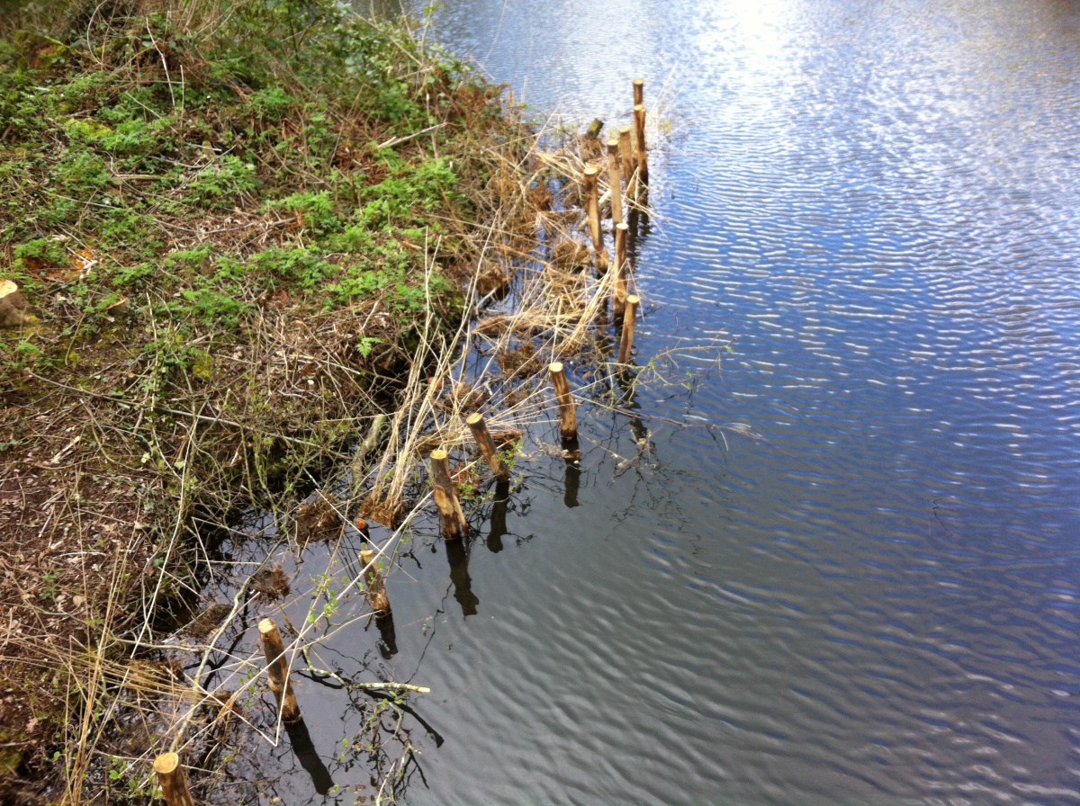 File:Areas of reed planting acting as biological filters (2).JPG - RESTORE