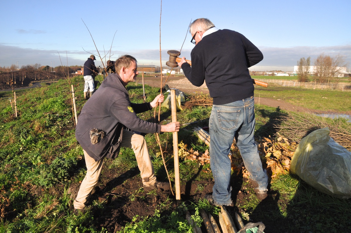 File:Big Tree Plant Dec 14.jpg - RESTORE