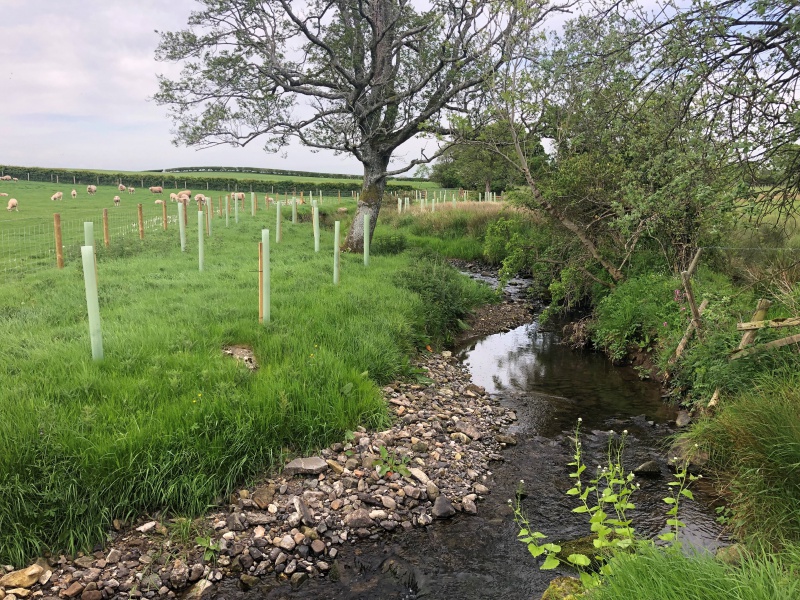 File:Riparian Buffer Strip.jpg - RESTORE