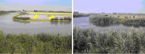 Case study:Zero river restoration project - RESTORE