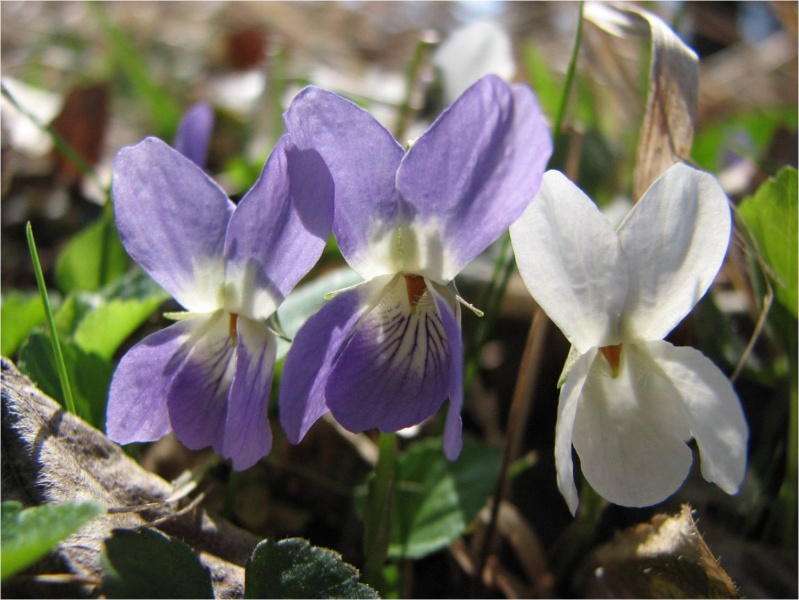 File:Violet - Viola odorata.jpg - RESTORE