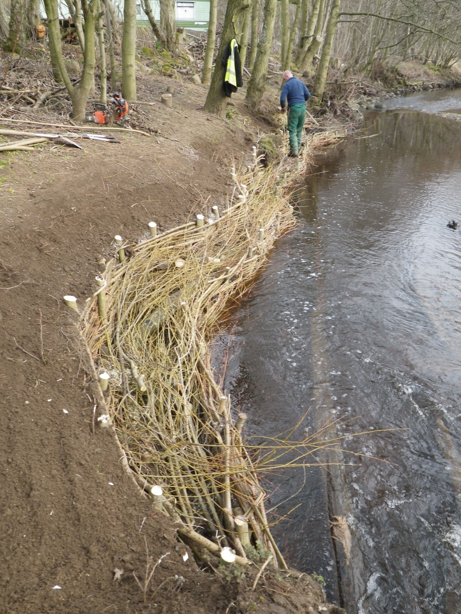 File:River bank collapse protected by willow p.jpg - RESTORE