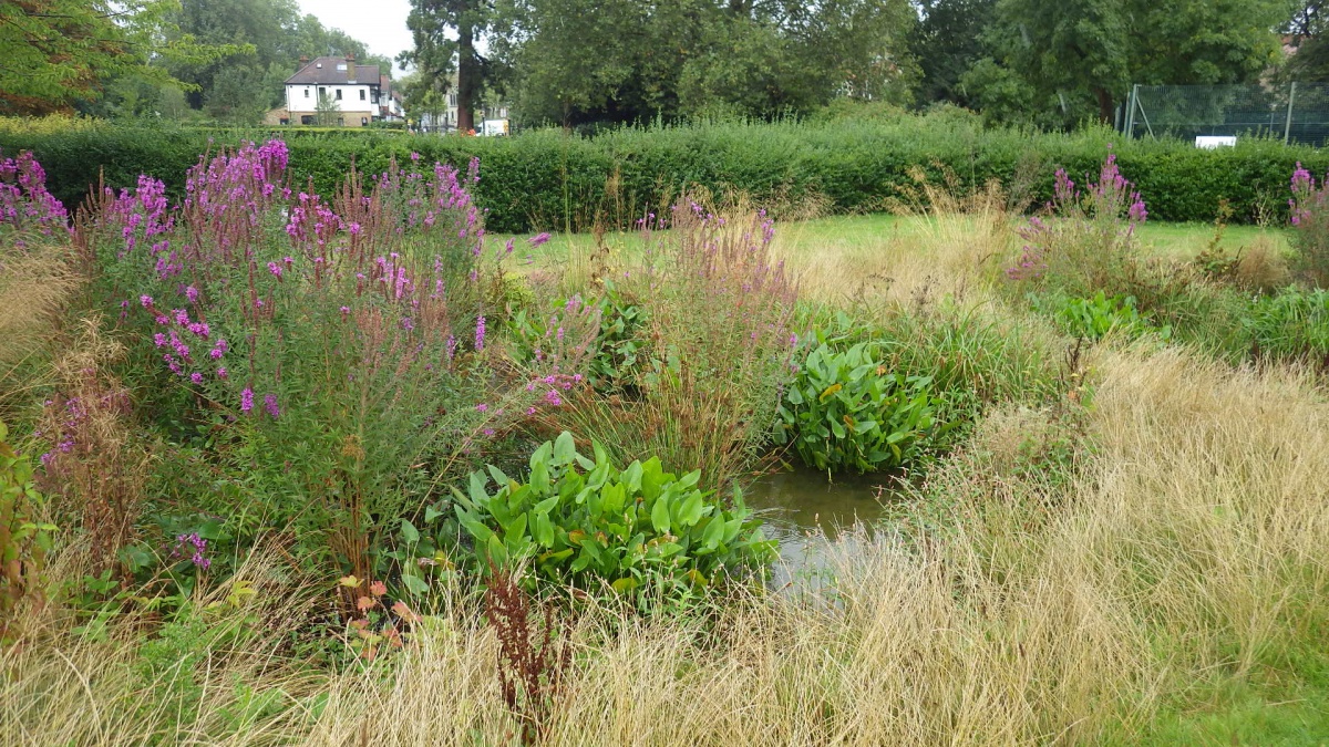 File:TP Swale.JPG - RESTORE